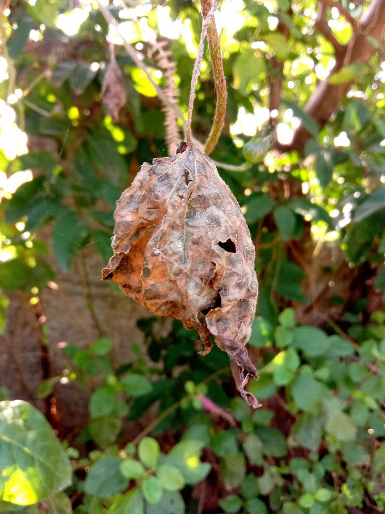 A dead leaf - PixaHive