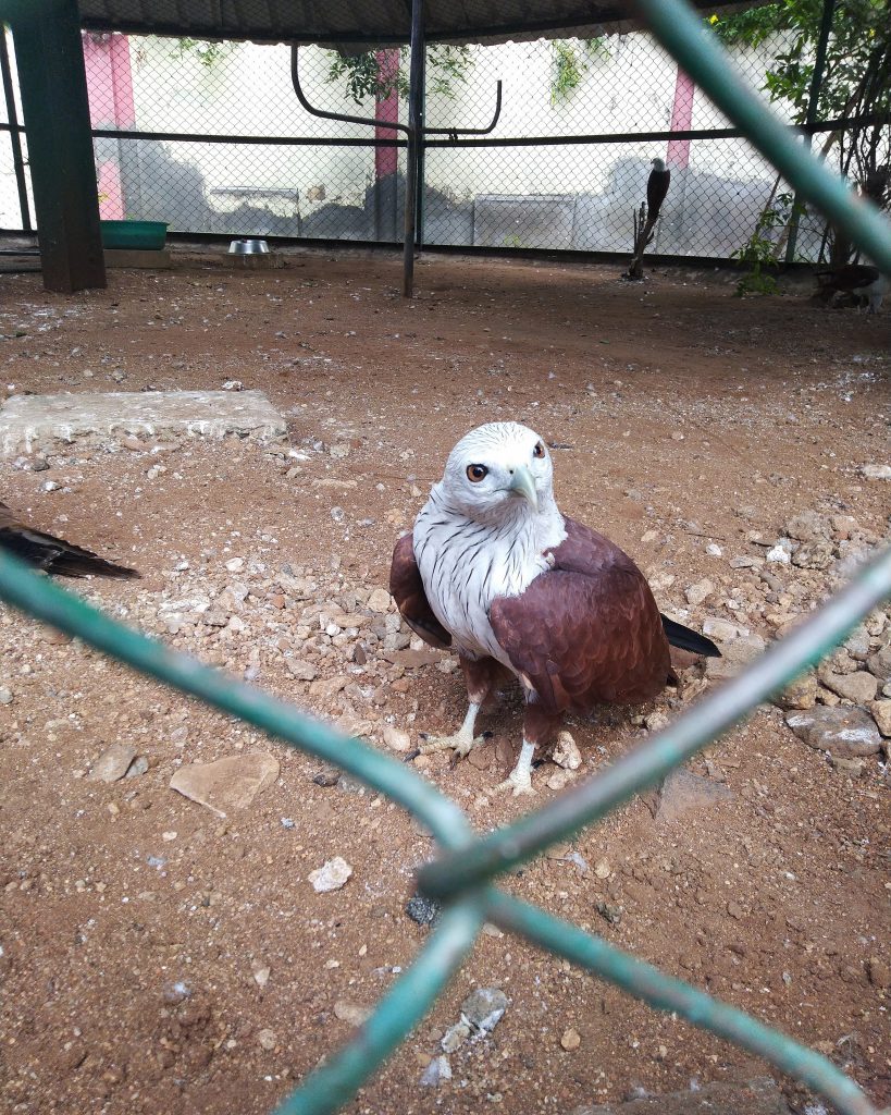 Eagle inside Cage - PixaHive