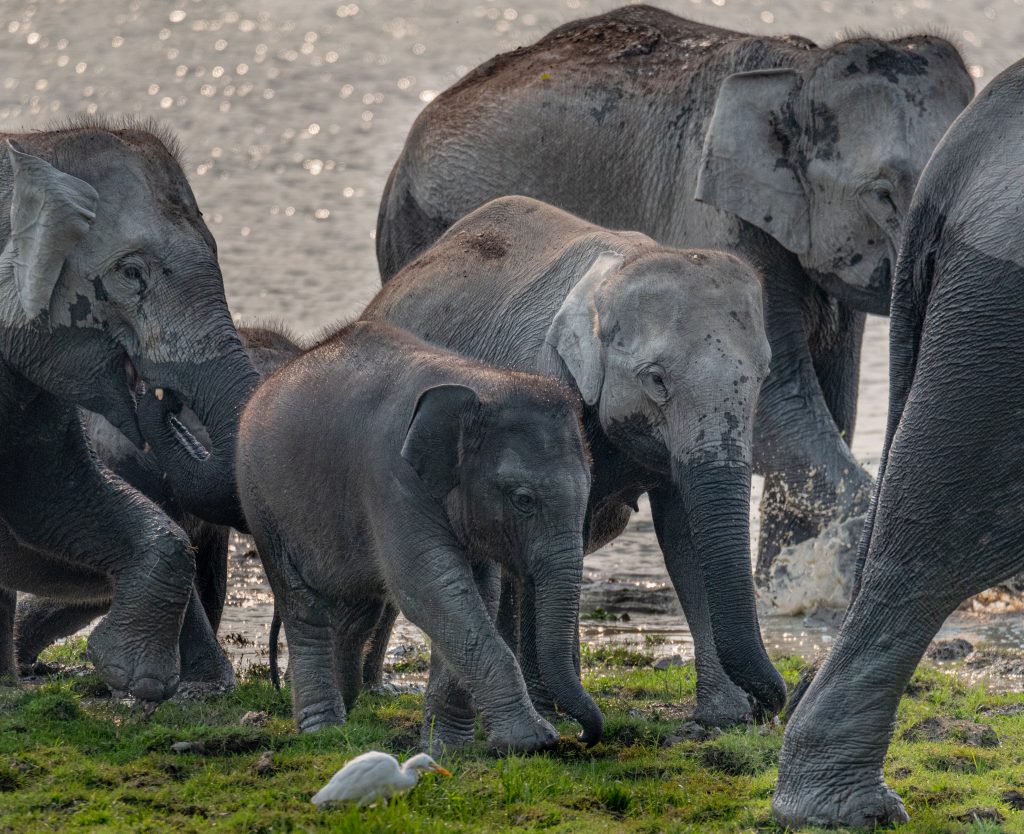 Elephant cubs with family at Kaziranga. - PixaHive