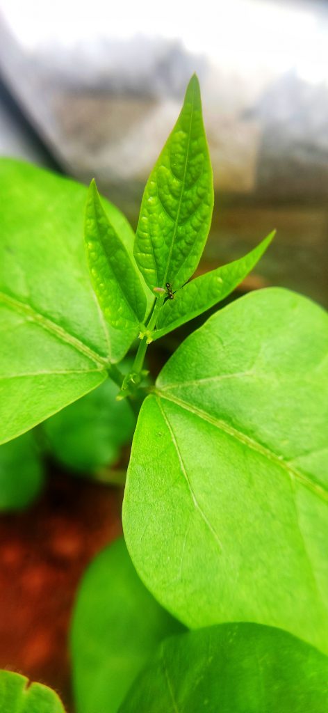 Emerging plantlet - PixaHive