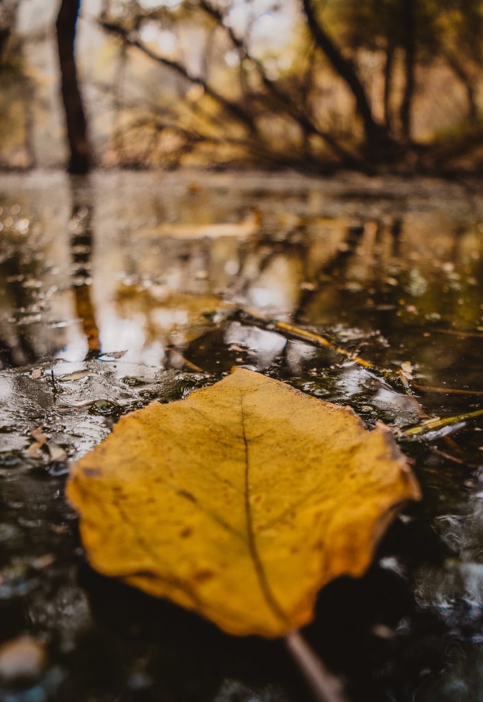 Fallen leaf - PixaHive