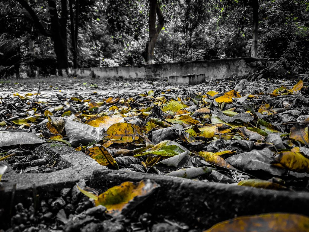 Fallen leaves - PixaHive