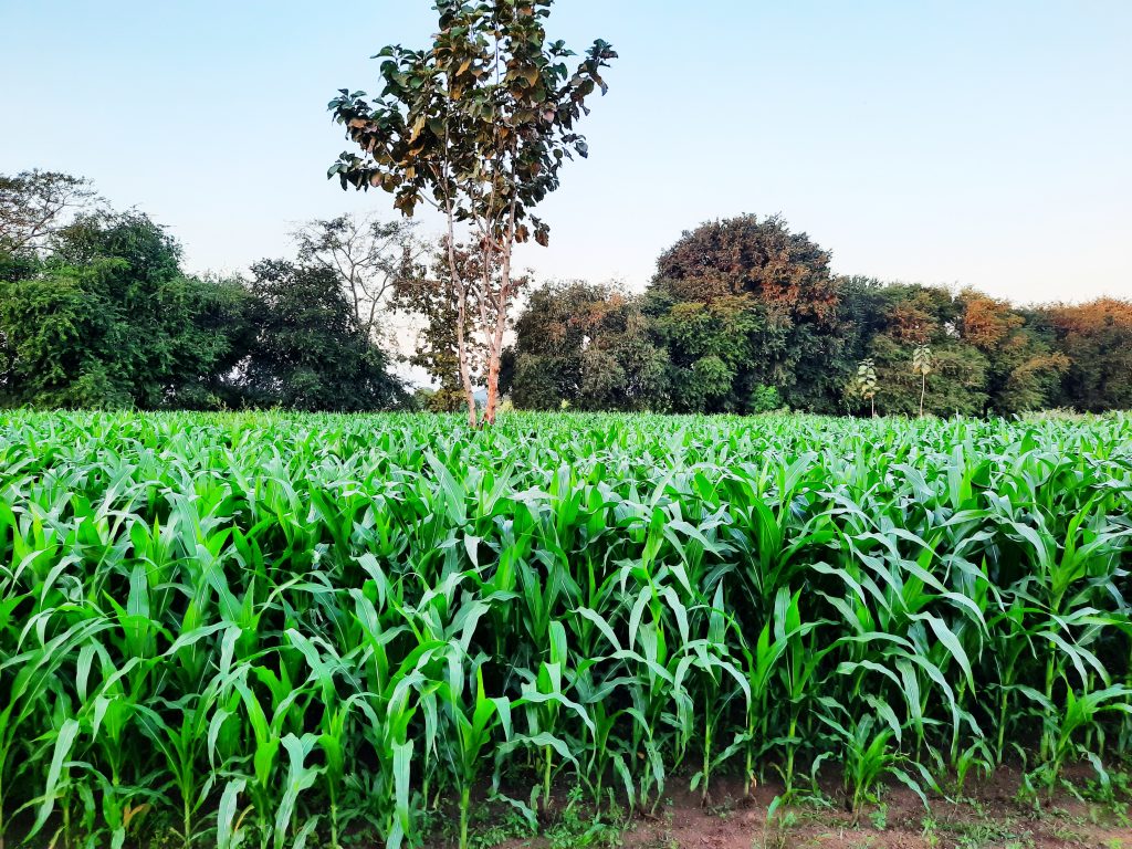 field of crops - PixaHive