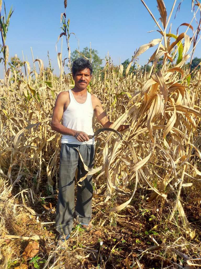 Farmer cutting the jawar stem - PixaHive