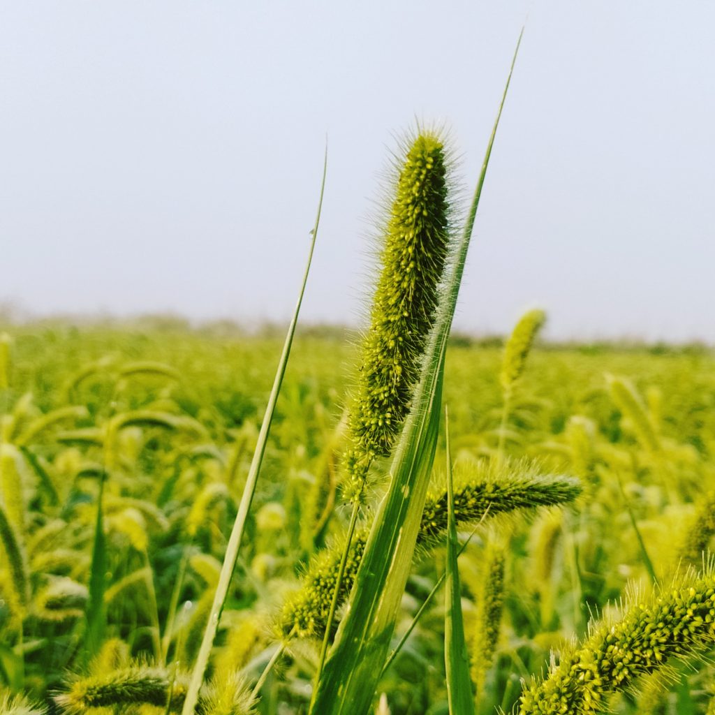 Green Crops - PixaHive