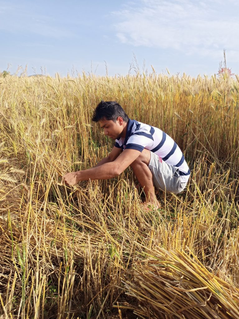 A farmer cutting wheat crops - PixaHive