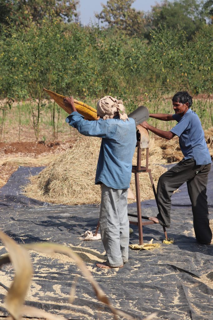 Farmers cleaning grains - PixaHive