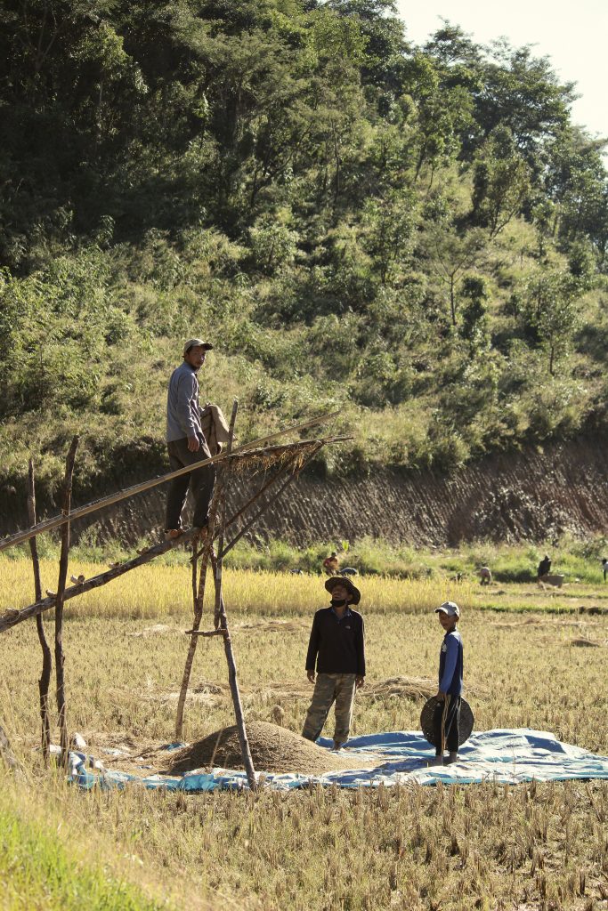 Farmers cleaning rice with natural air - PixaHive