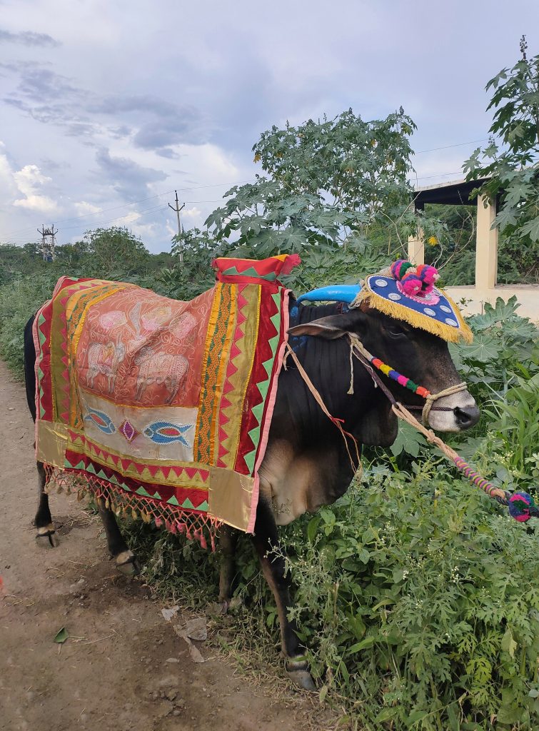 A decorated ox - PixaHive