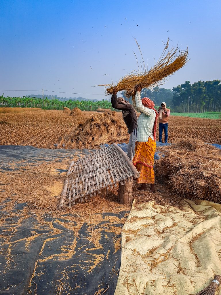 Farmers threshing the crops with hand - PixaHive
