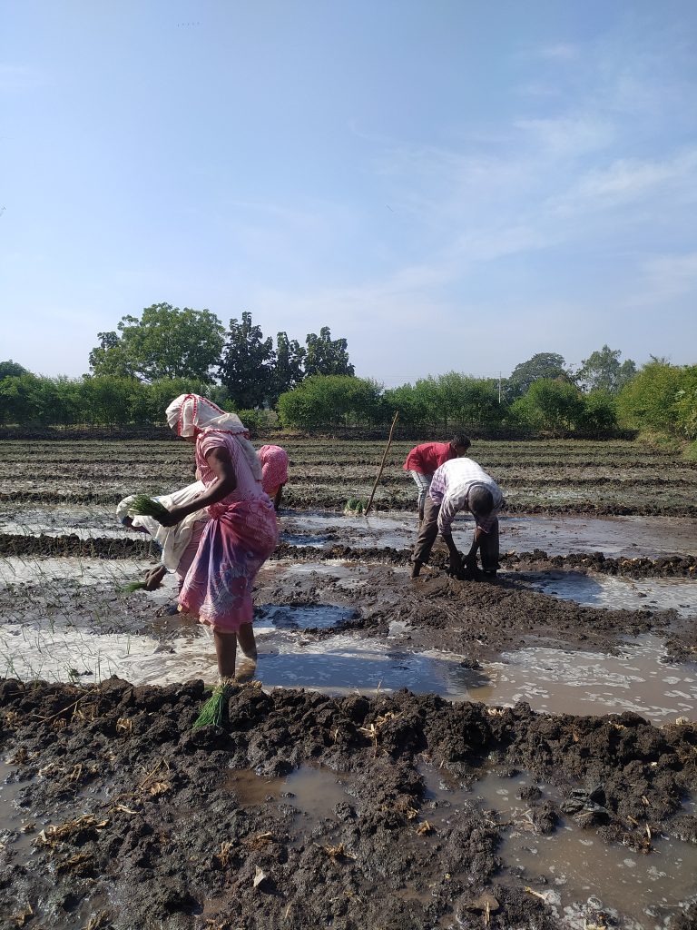 farmers working in field - PixaHive