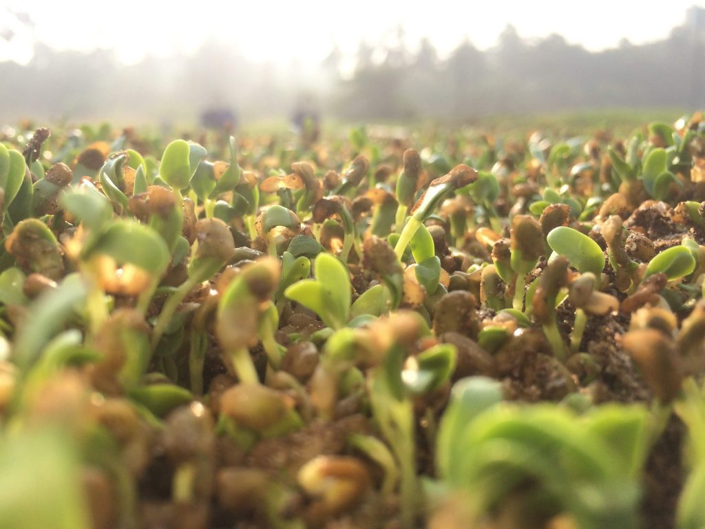 the growing plants - PixaHive