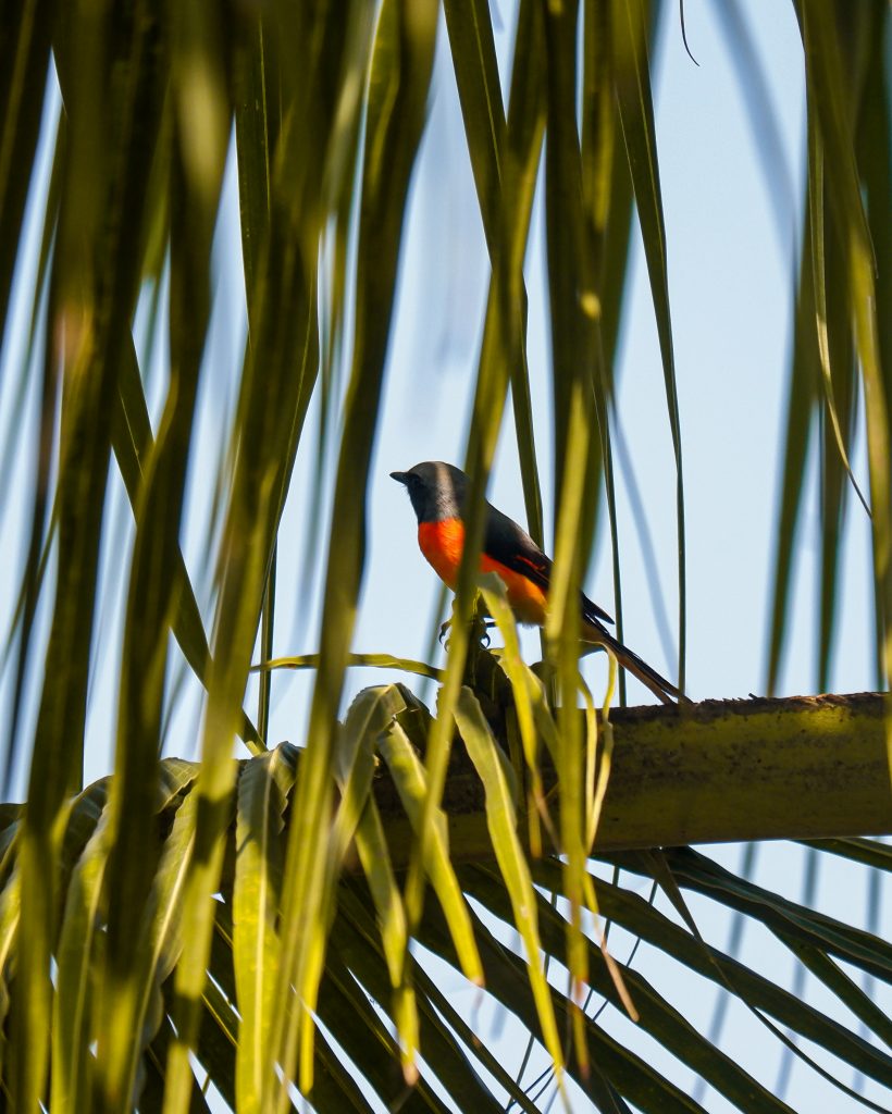 Fiery minivet - PixaHive