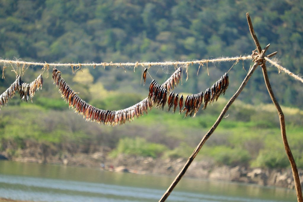 Fish hanging on ropes - PixaHive