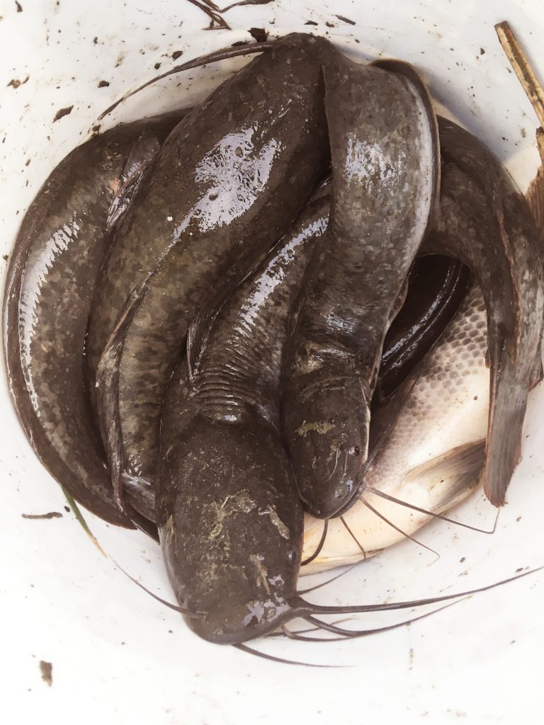 Fish in a bowl - PixaHive