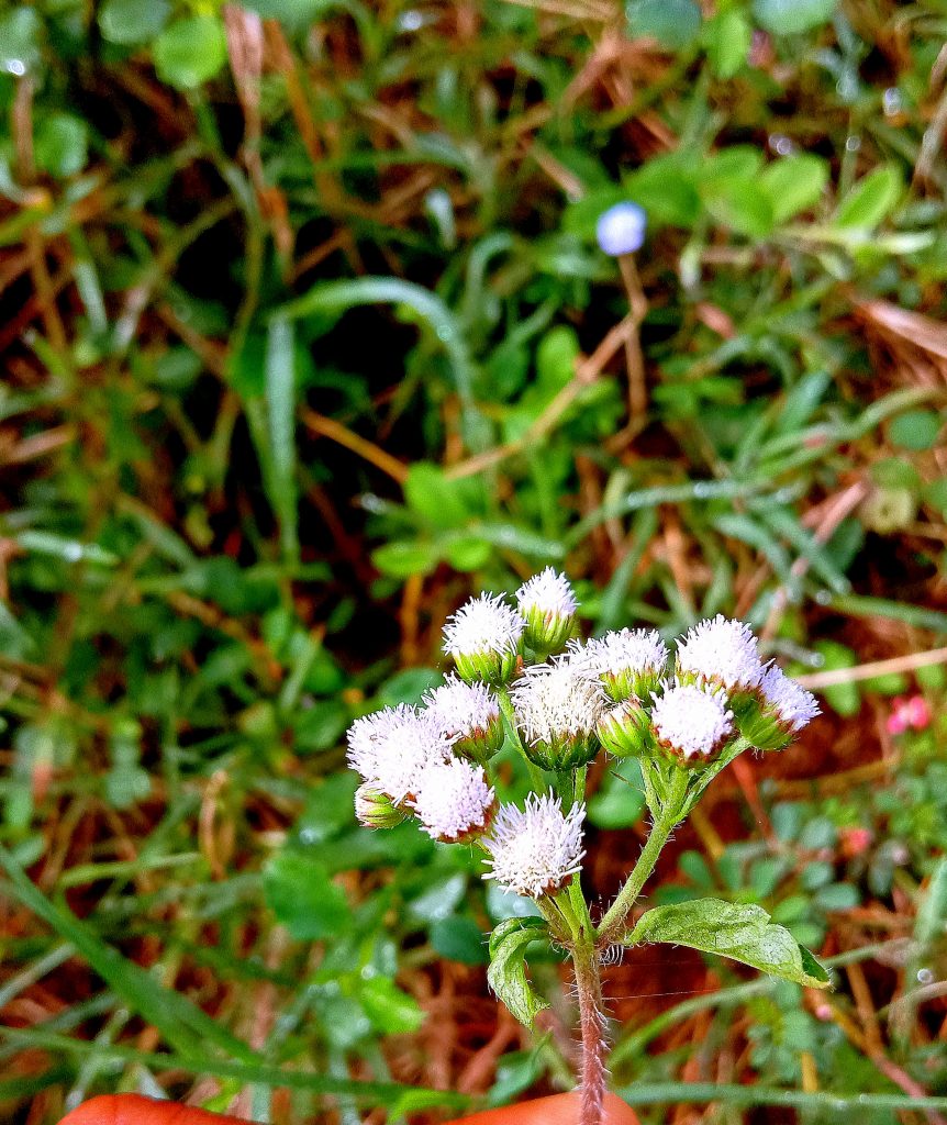 Tiny White Lavender Flowers - PixaHive
