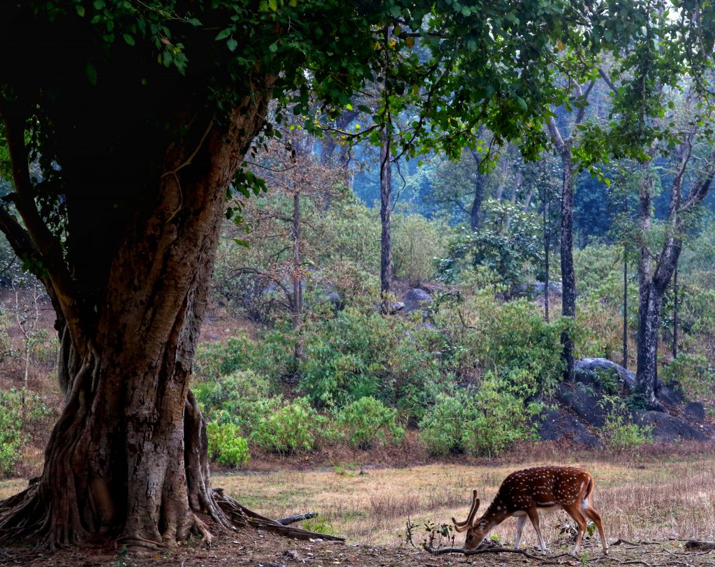 Forever Nature & Adorable Animals- A Visual Treat - PixaHive