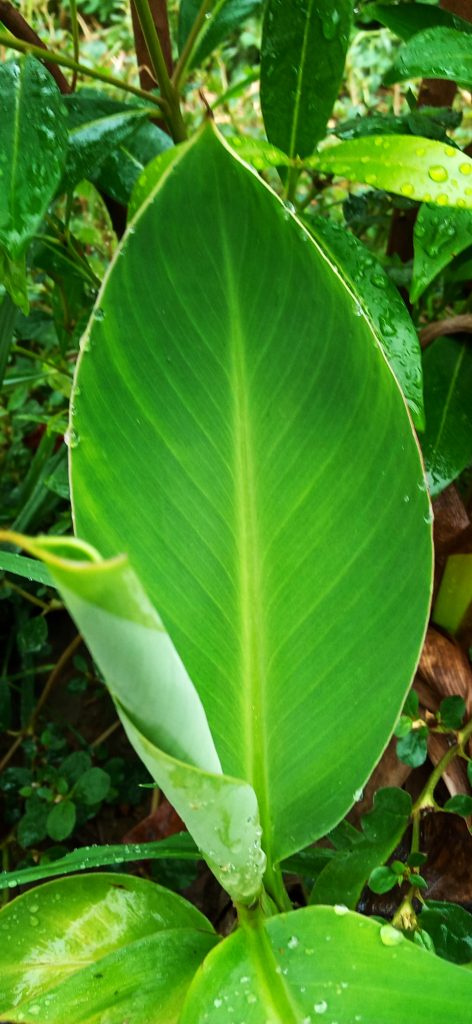 Fresh Green Leaf - PixaHive