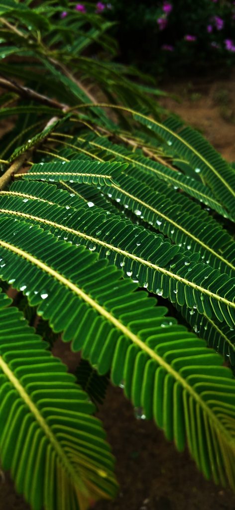 Fresh Green Leaves - PixaHive