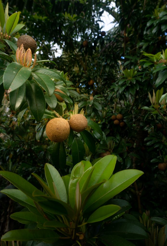 Fresh and healthy pair of chikoo in the plant - PixaHive