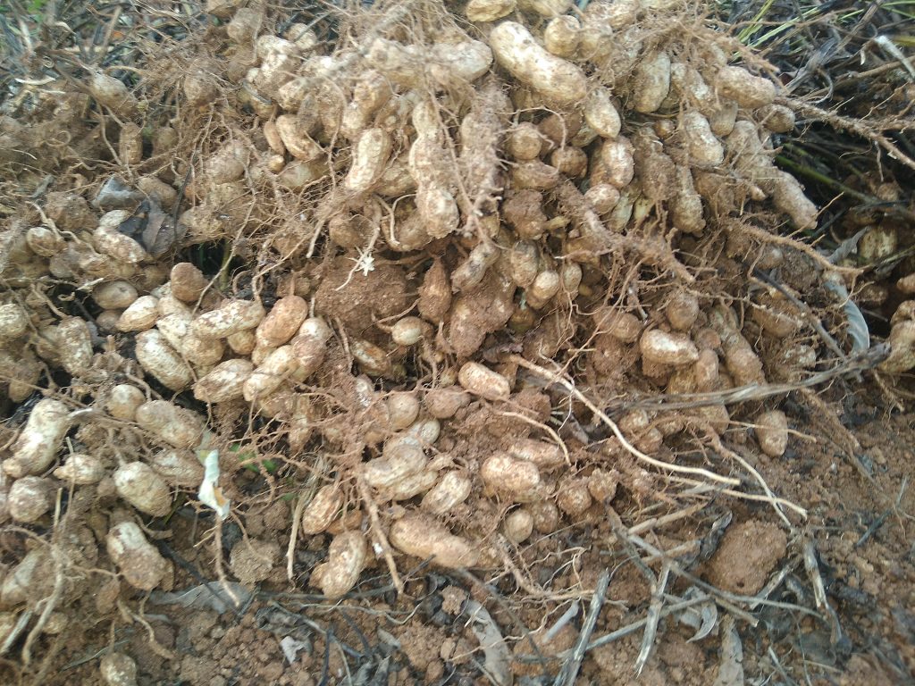 Fresh groundnuts - PixaHive