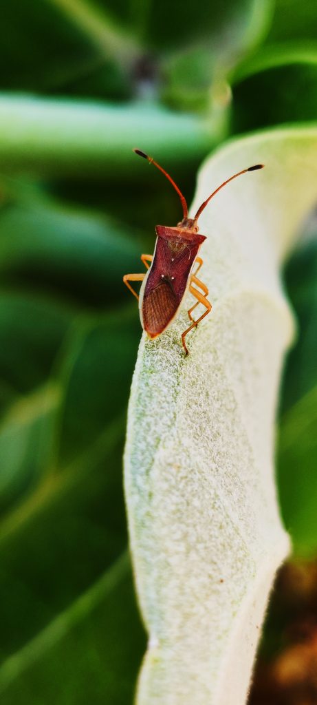 Gonocerus acuteangulatus - PixaHive