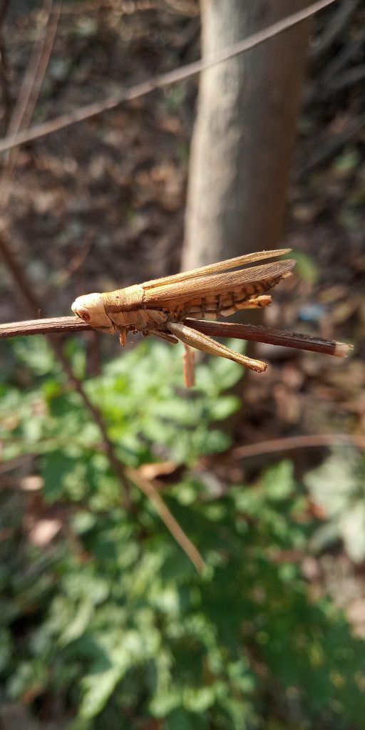 Grasshopper - PixaHive