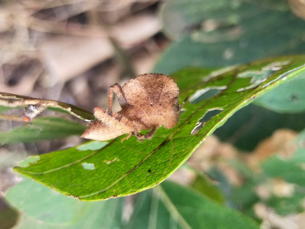 A leaf eaten by an insect - PixaHive