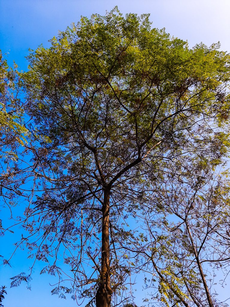 Green Tree - PixaHive