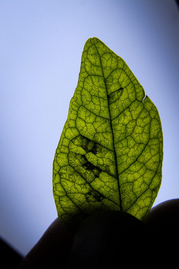 Green leaf - PixaHive