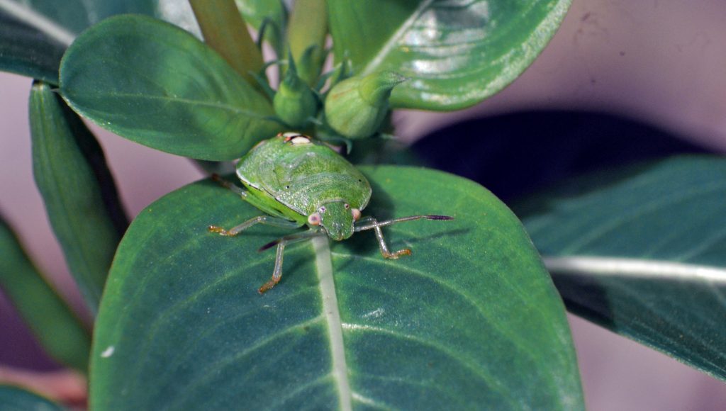 Green stink bug - PixaHive