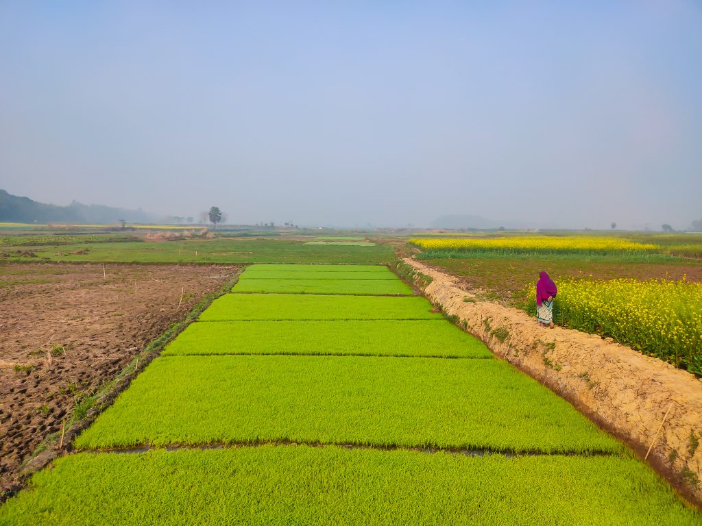 Greenery of fields - PixaHive