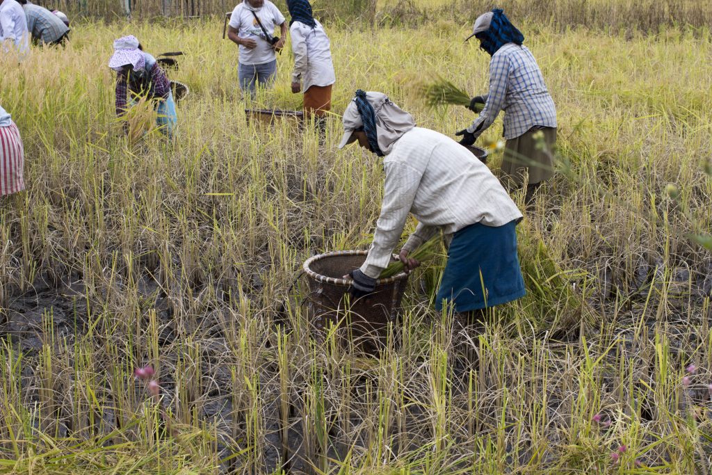 Harvesting Rice - PixaHive