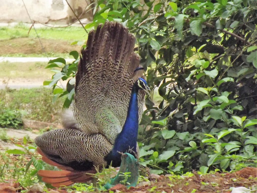 a sitting bird - PixaHive