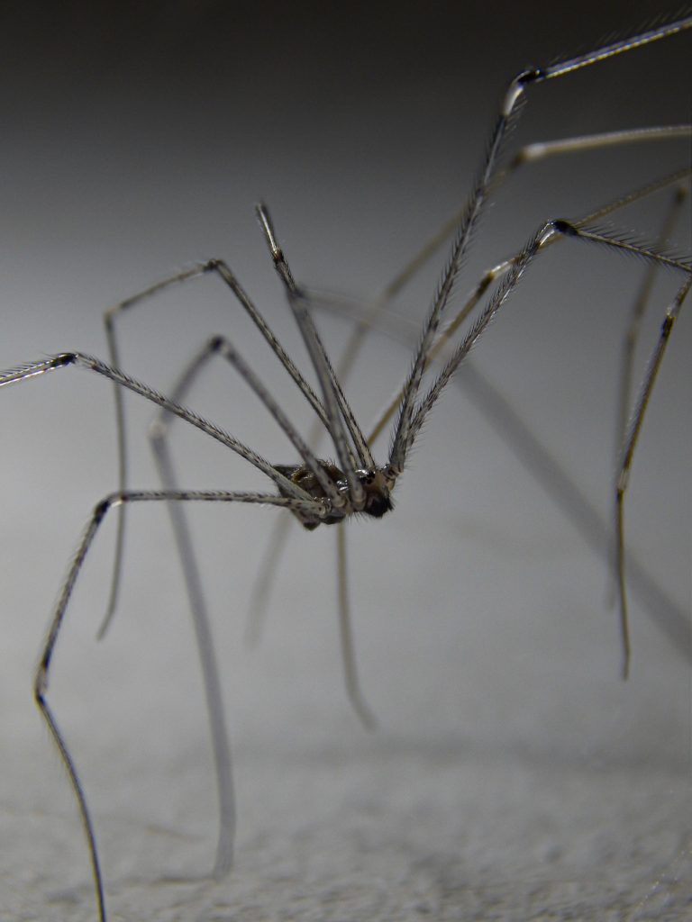 Brown recluse spider - PixaHive