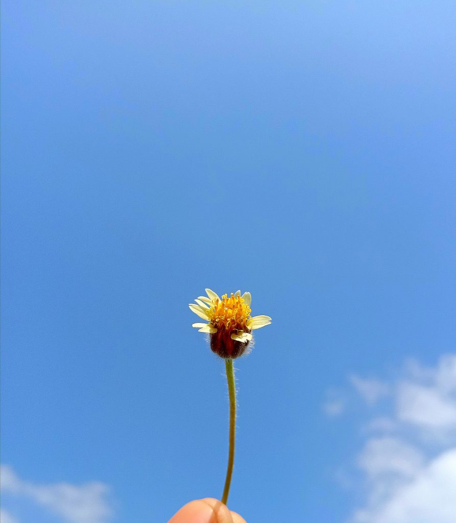 close-up of of a wildflower - PixaHive