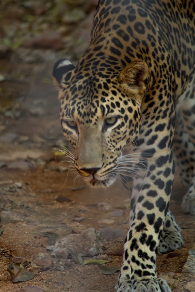 Indian Leopard - PixaHive