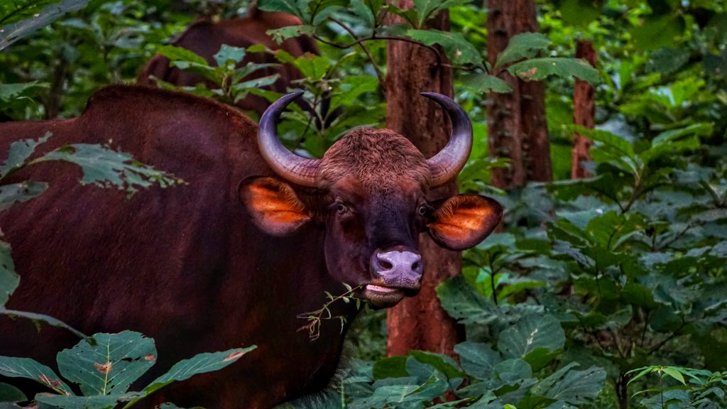 Indian gaur - PixaHive