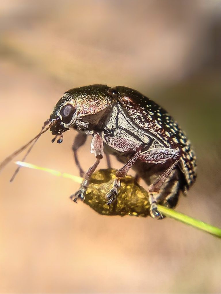 An insect - PixaHive