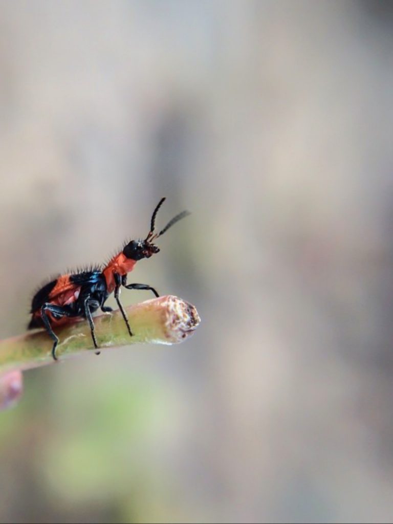 An insect on a twig - PixaHive