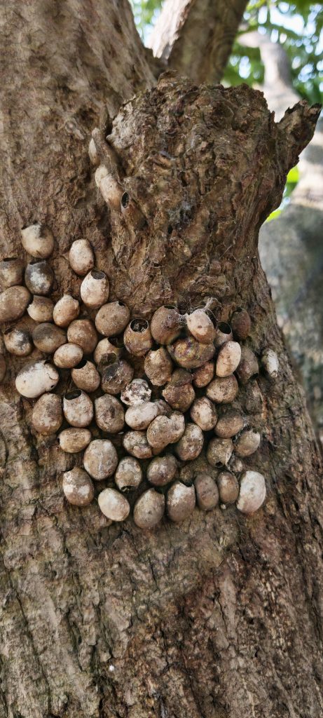 A colony of bugs - PixaHive