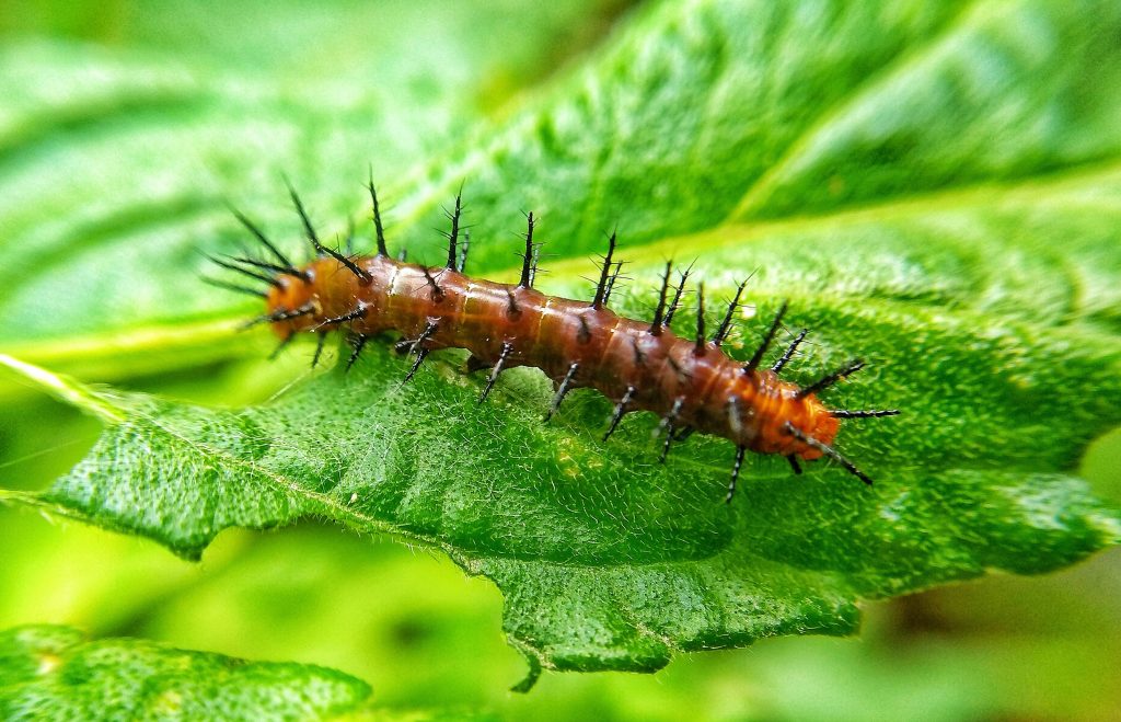 Insect on leaf - PixaHive