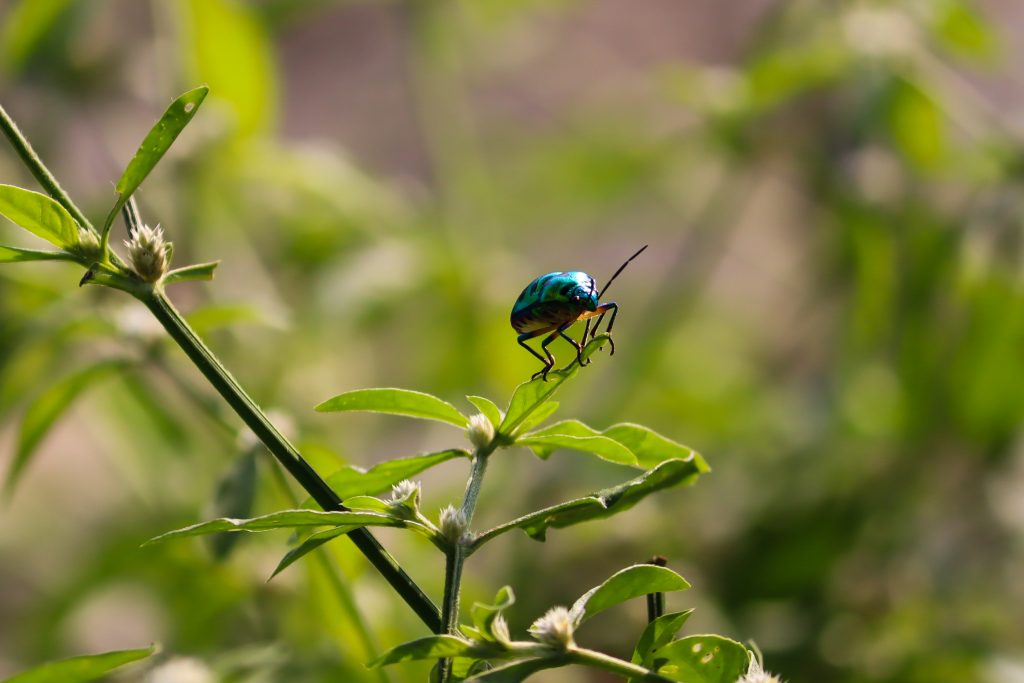 Insect photography - PixaHive
