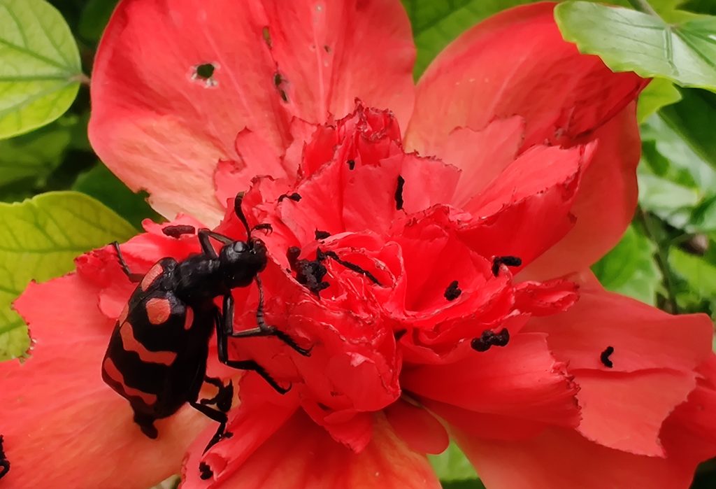An insect eating petals - PixaHive