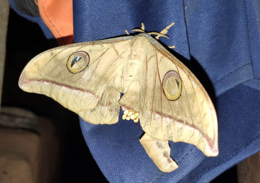 Japanese silk moth - PixaHive