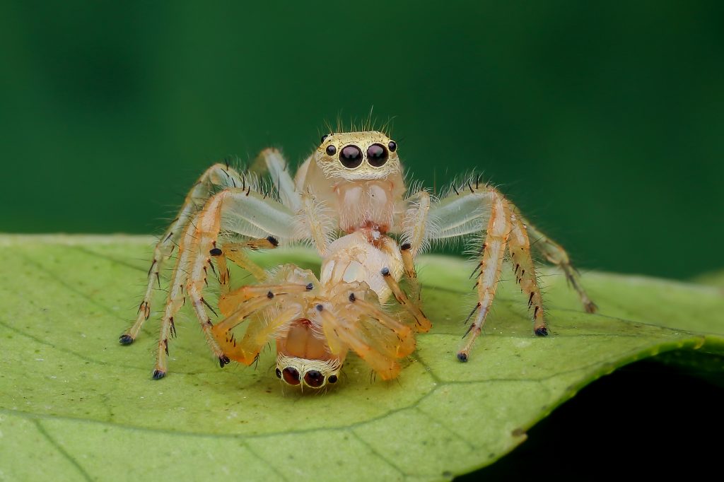 close-up of spiders - PixaHive