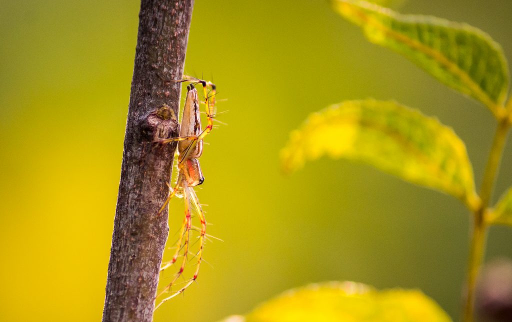 Crawling Spider - PixaHive