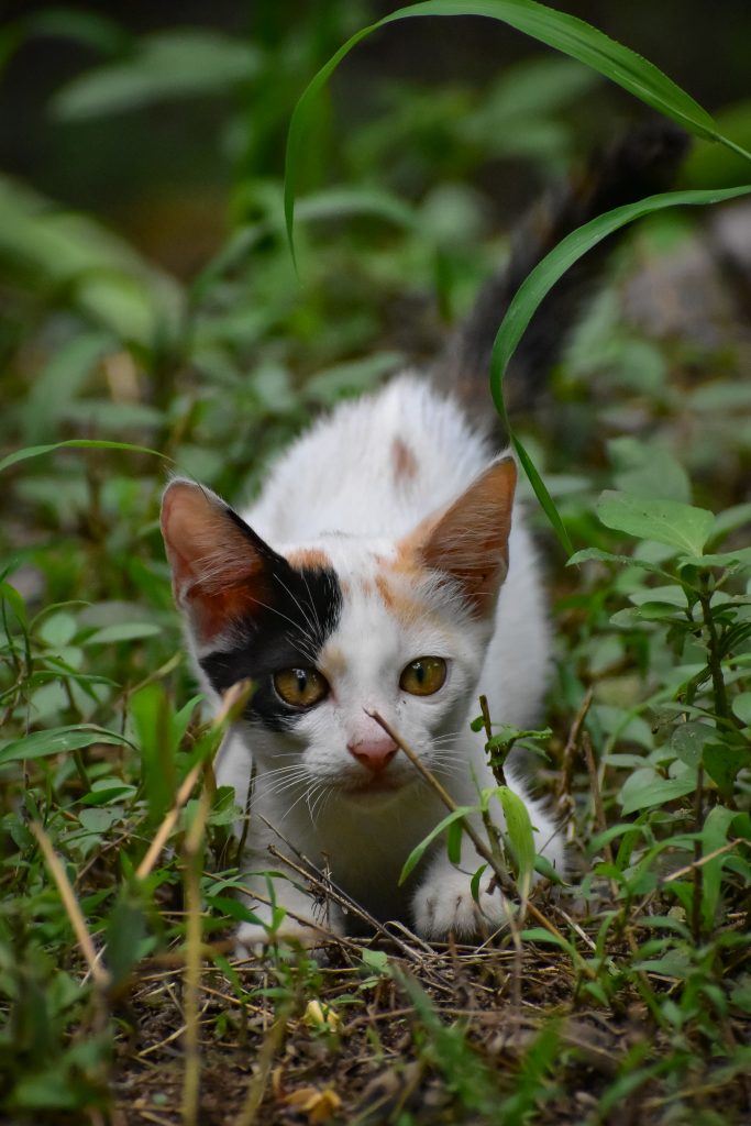 Kitten With Yellow Eyes - PixaHive