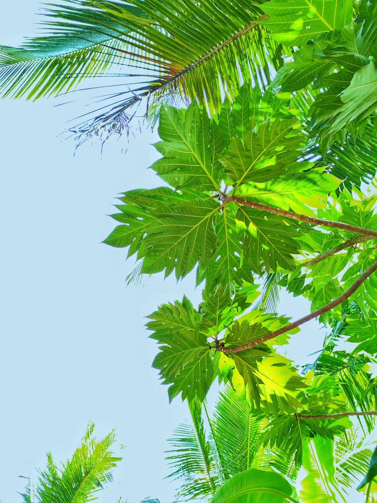 Leaves under sunshine ? - PixaHive