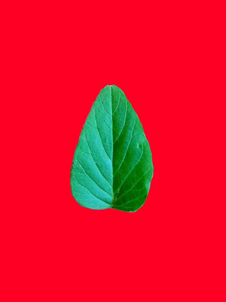 Leaves with red backround - PixaHive